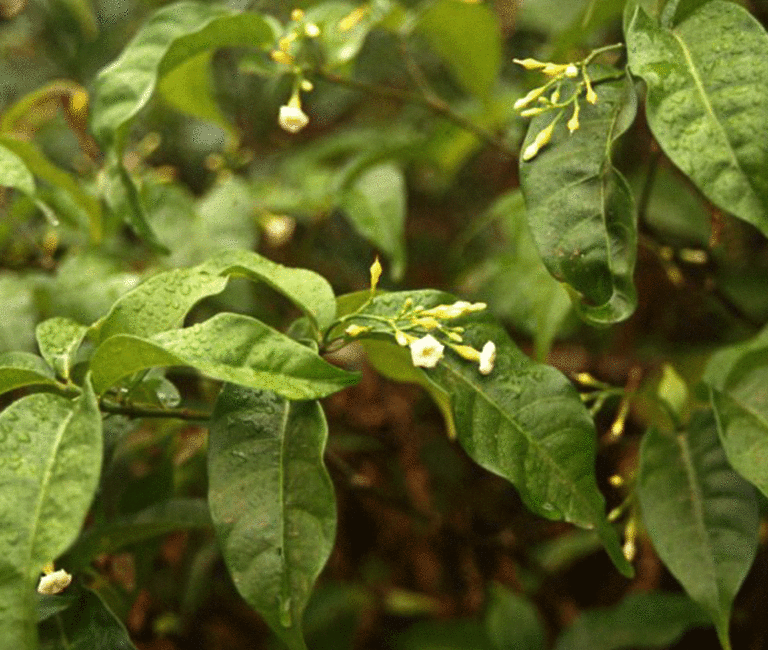 Iboga and ibogaine | ICEERS | Ethnobotanical Education