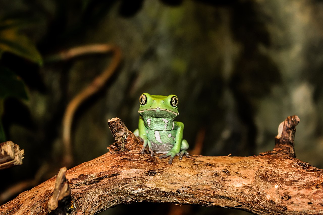 Kambó: un remedio tradicional | Phyllomedusa bicolor | ICEERS