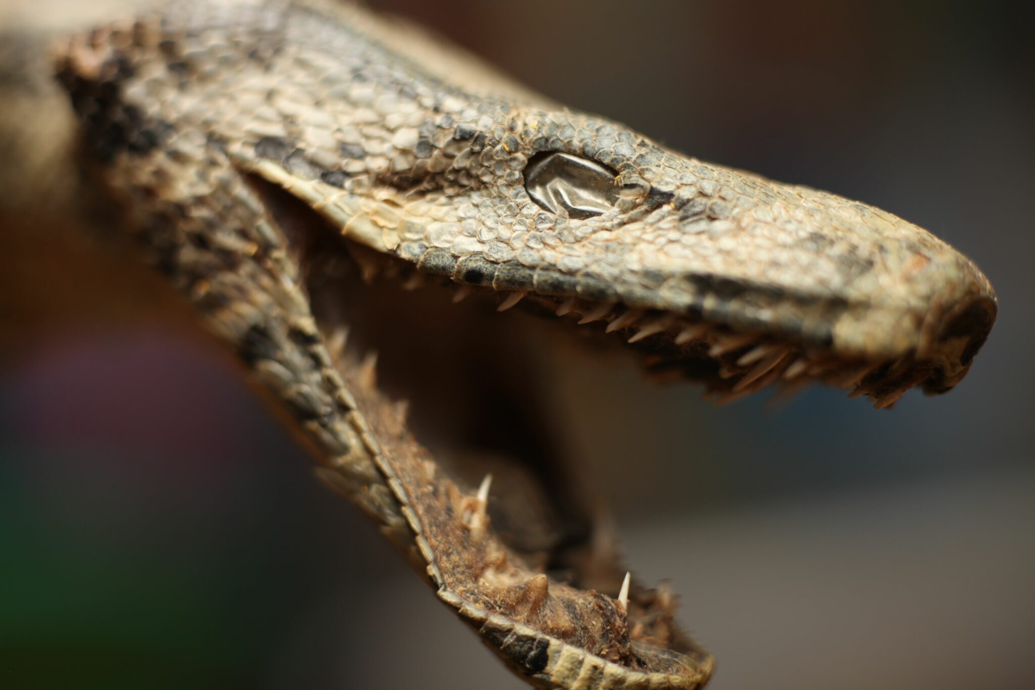 ICEERS | Ethnobotanical Education, Research, and Service