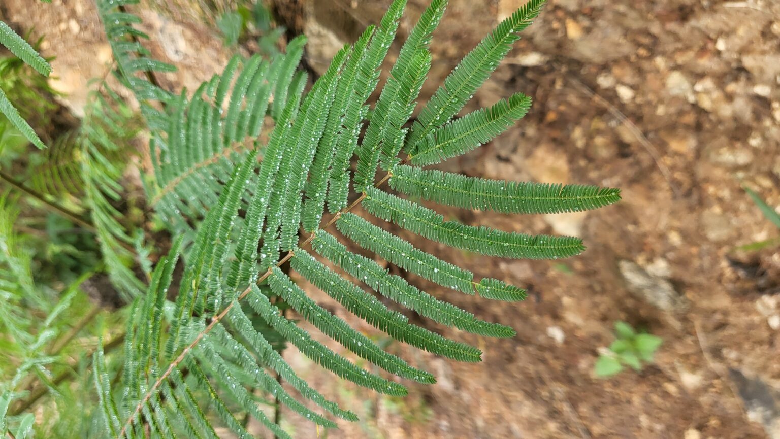 Yopo: Basic Info | ICEERS