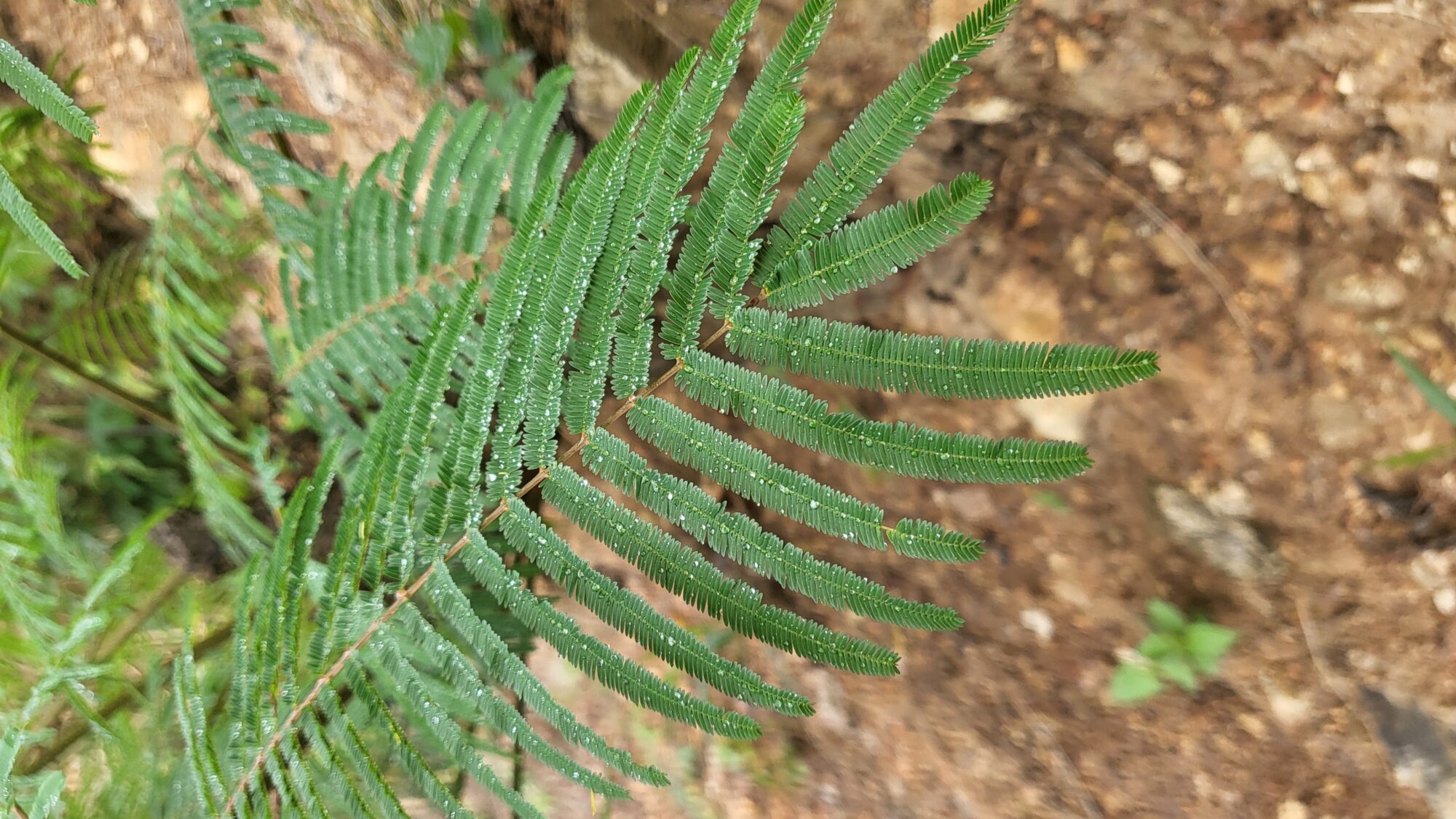 Yopo: Basic Info | ICEERS